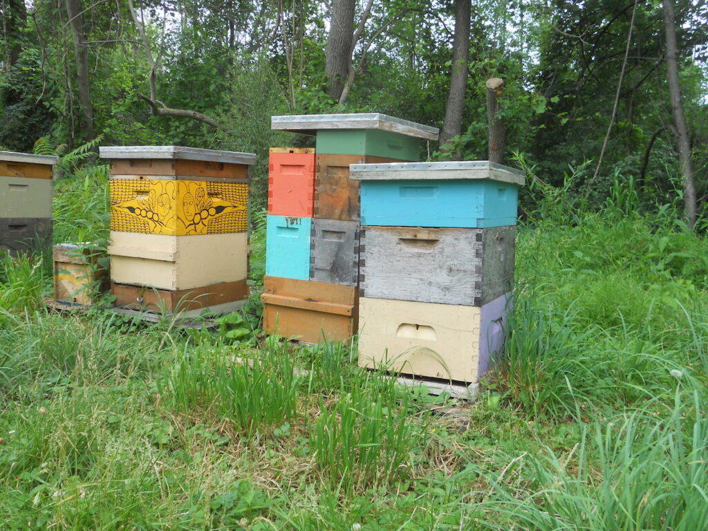 Beehive Placement: Where Should I Place My Hives? - Backyard Beekeeping